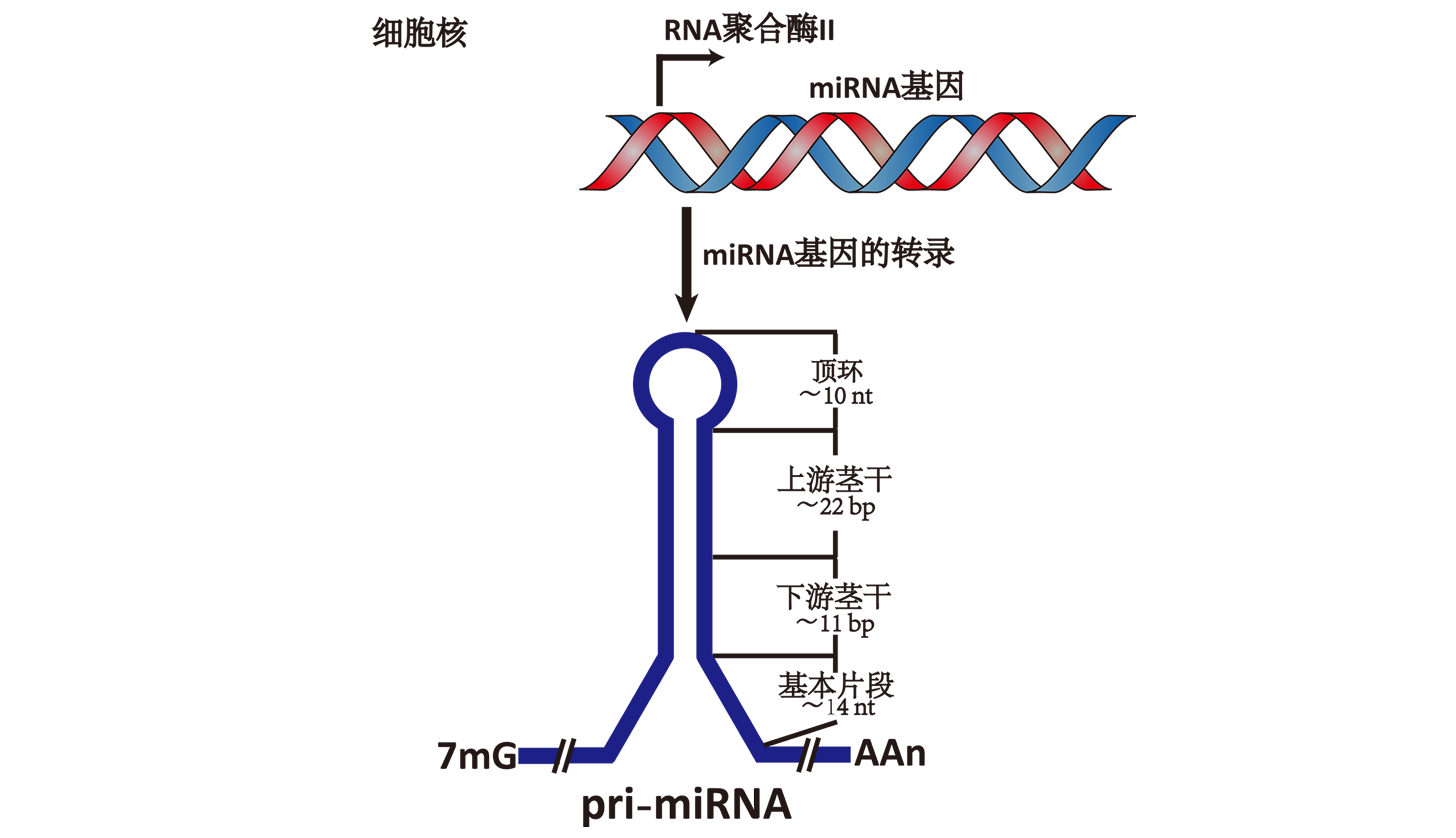GeneStudy|基因学习