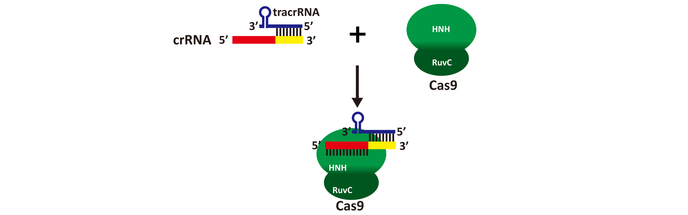 GeneStudy|基因学习