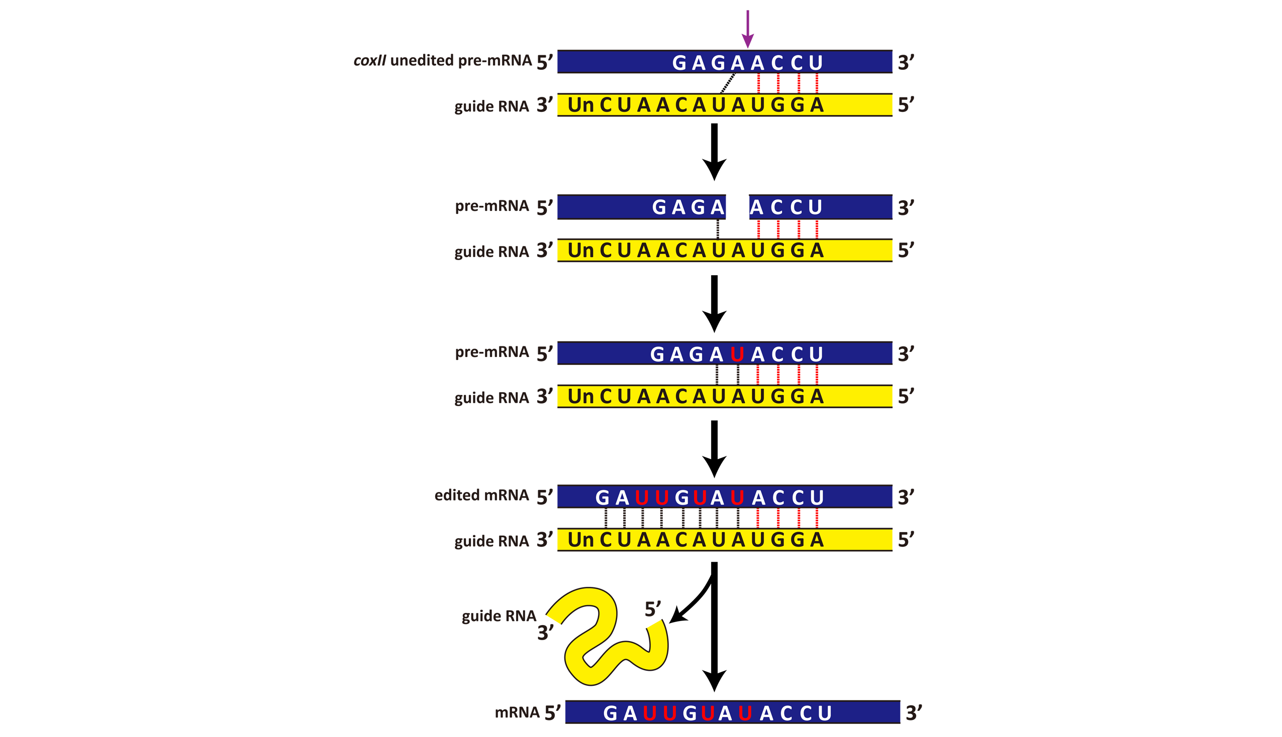 GeneStudy|基因学习