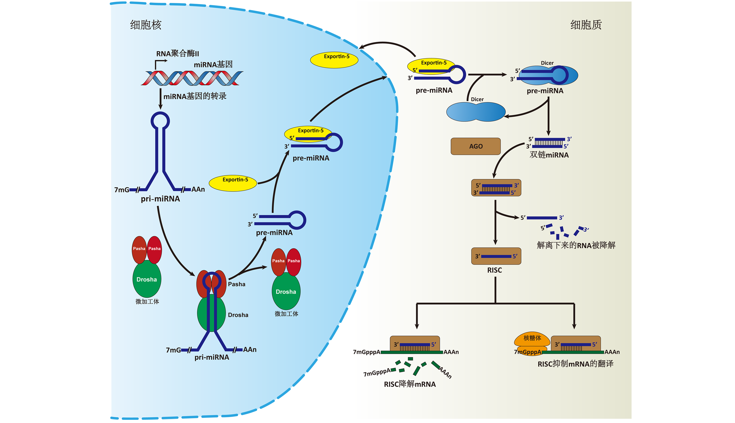 GeneStudy|基因学习