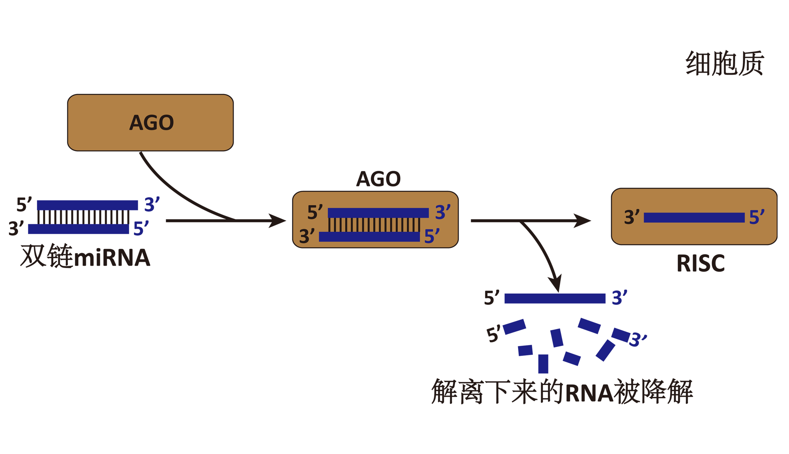 GeneStudy|基因学习