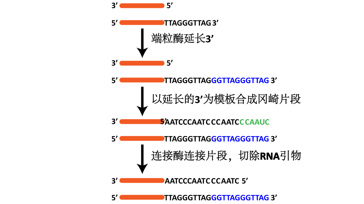 GeneStudy|基因学习