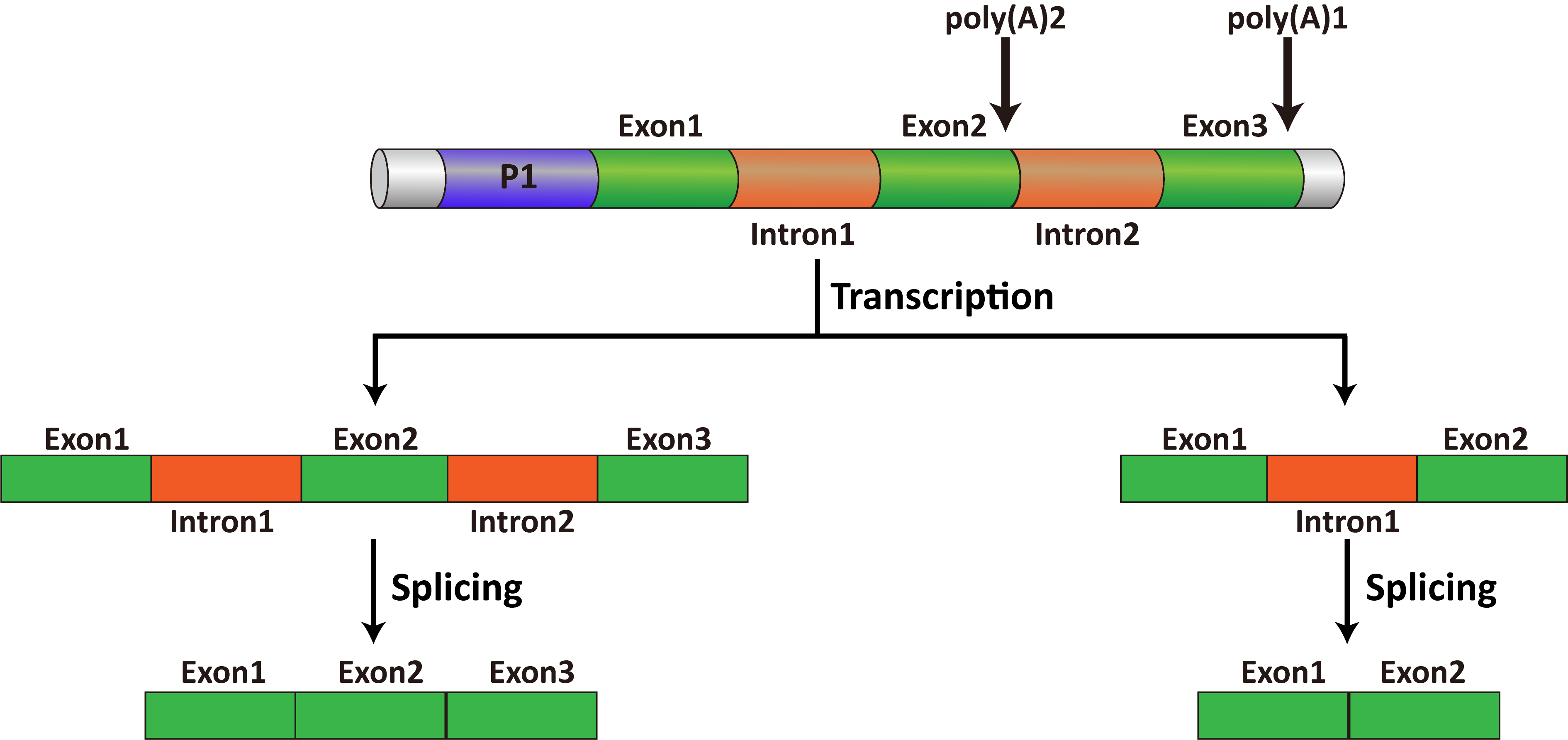 GeneStudy|基因学习