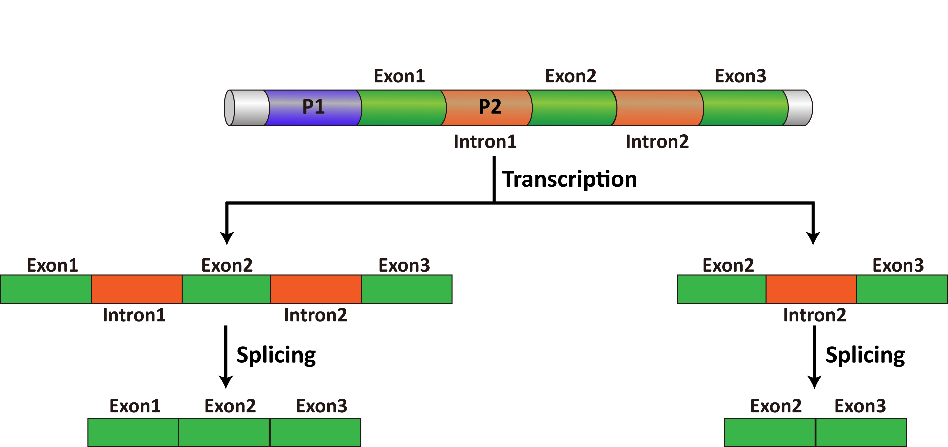 GeneStudy|基因学习
