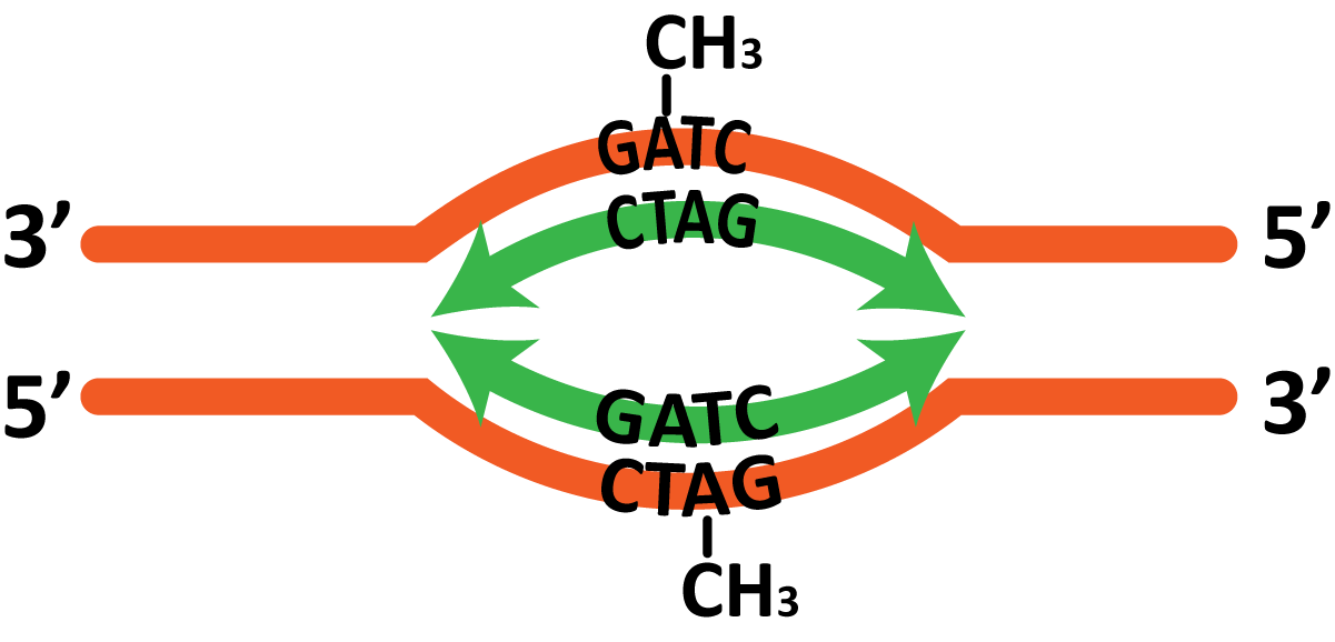 GeneStudy|基因学习