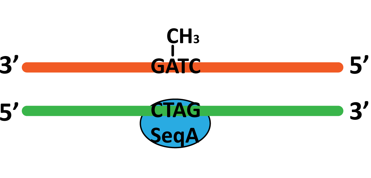 GeneStudy|基因学习