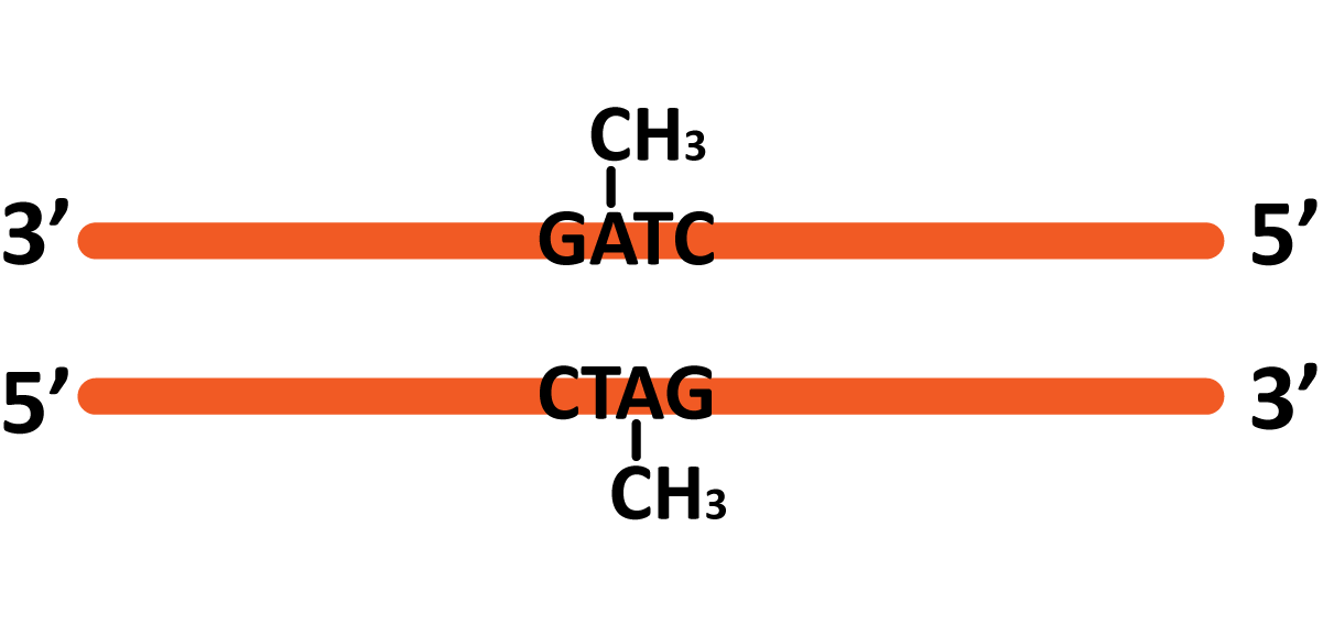 GeneStudy|基因学习