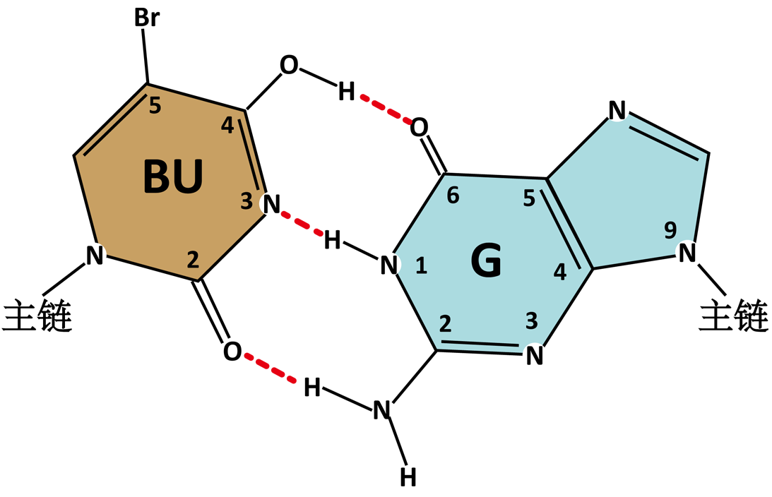 GeneStudy|基因学习