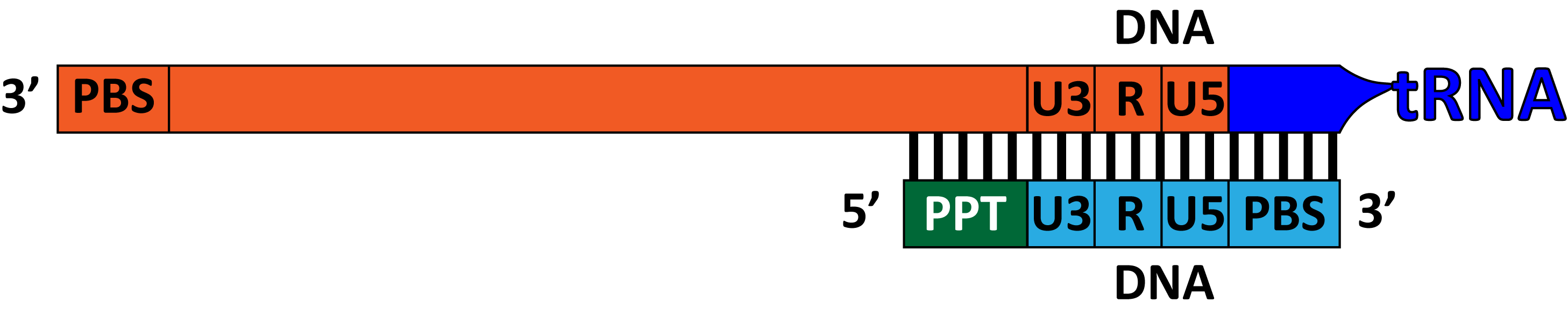 GeneStudy|基因学习