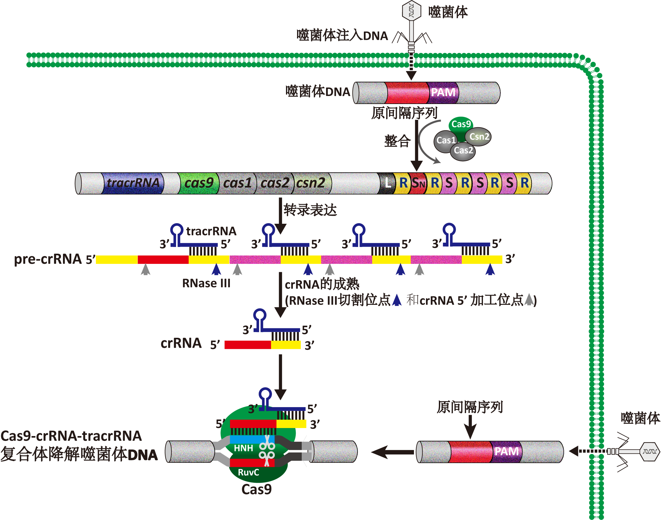 CRISPR–Cas9作用机制