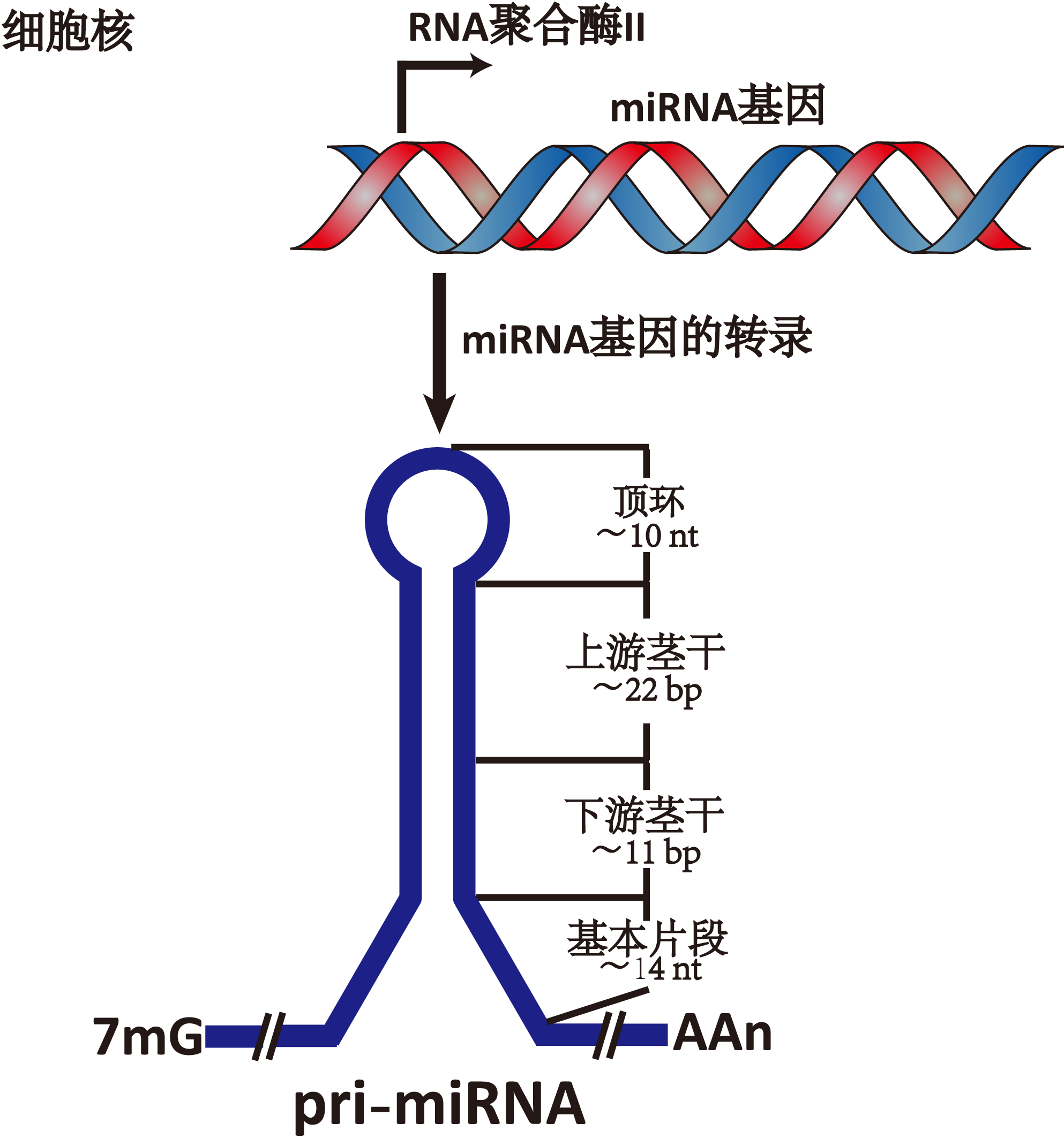 1. pri-miRNA的生成-GeneStudy|基因学习