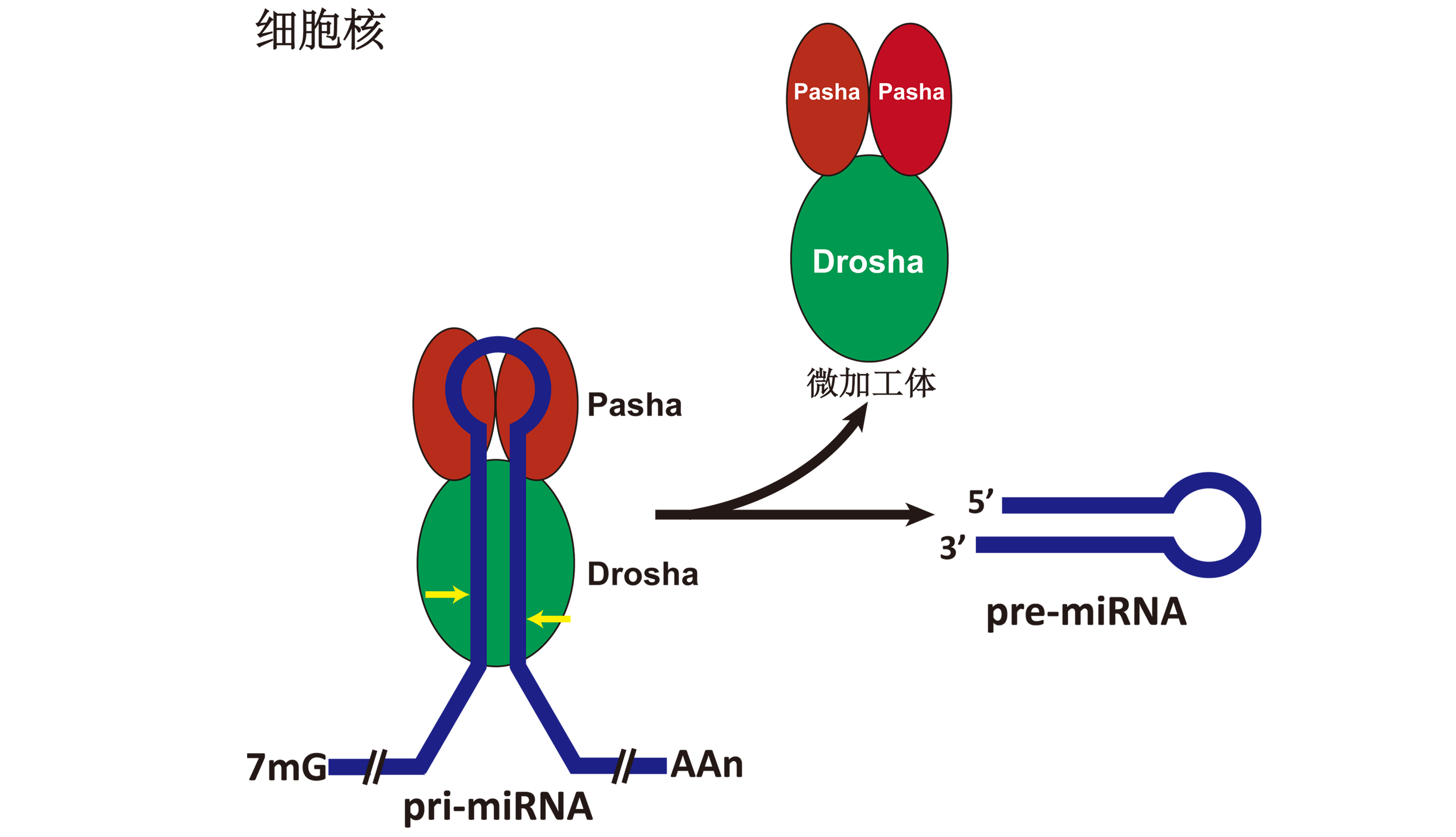 GeneStudy|基因学习