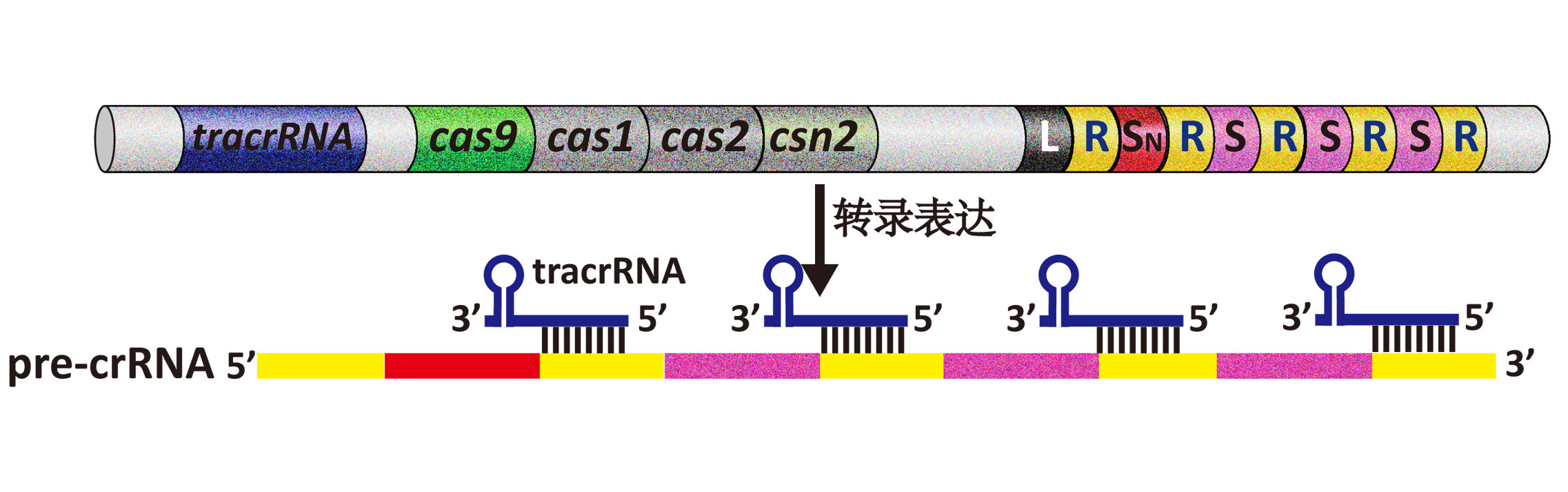 GeneStudy|基因学习