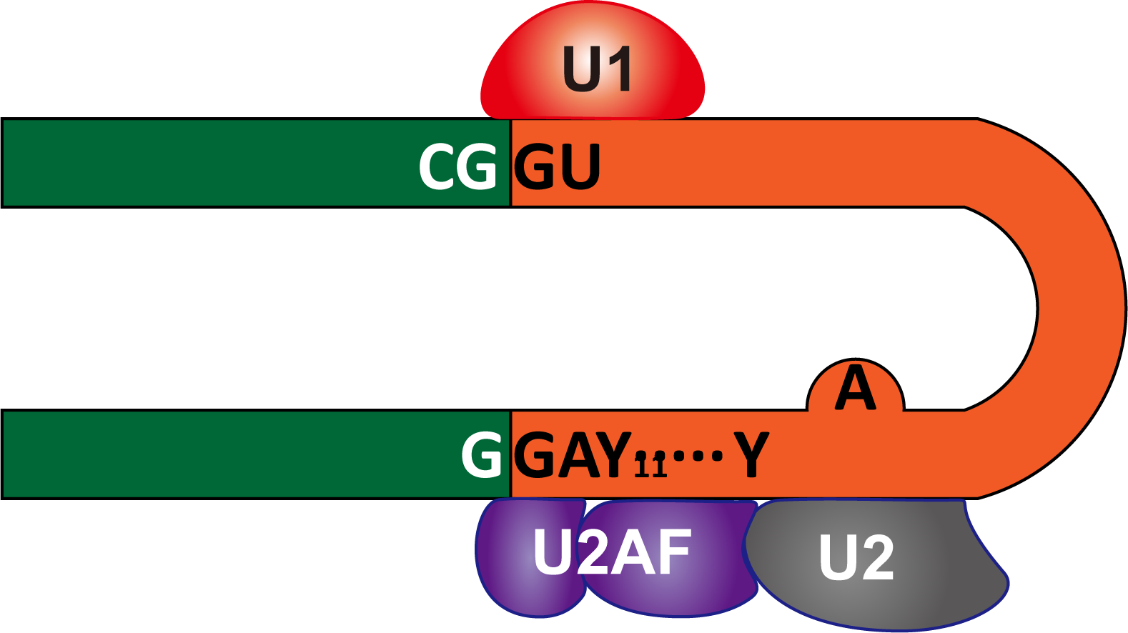 GeneStudy|基因学习
