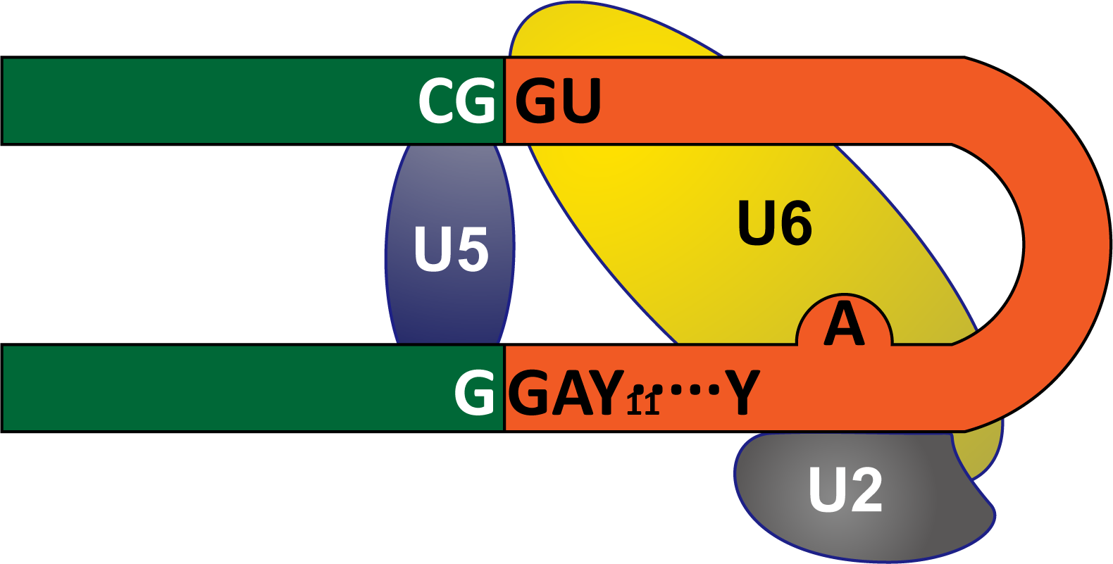 GeneStudy|基因学习