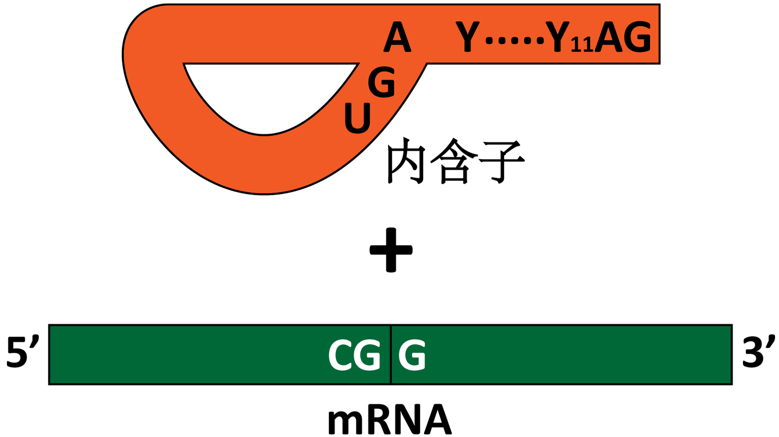 GeneStudy|基因学习