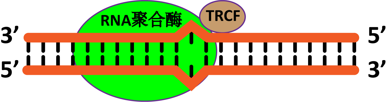 TCRF的识别