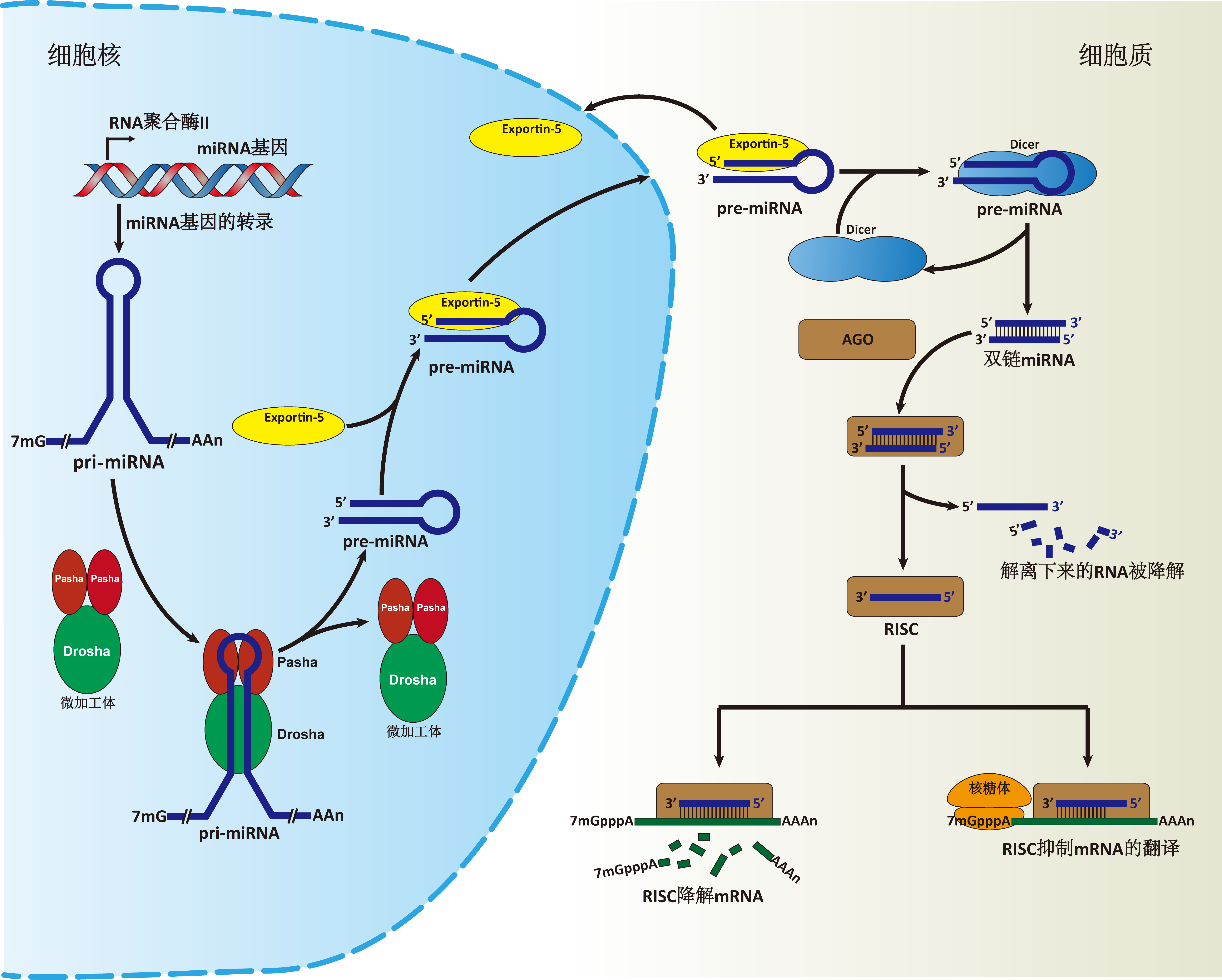 miRNA作用机制完整过程