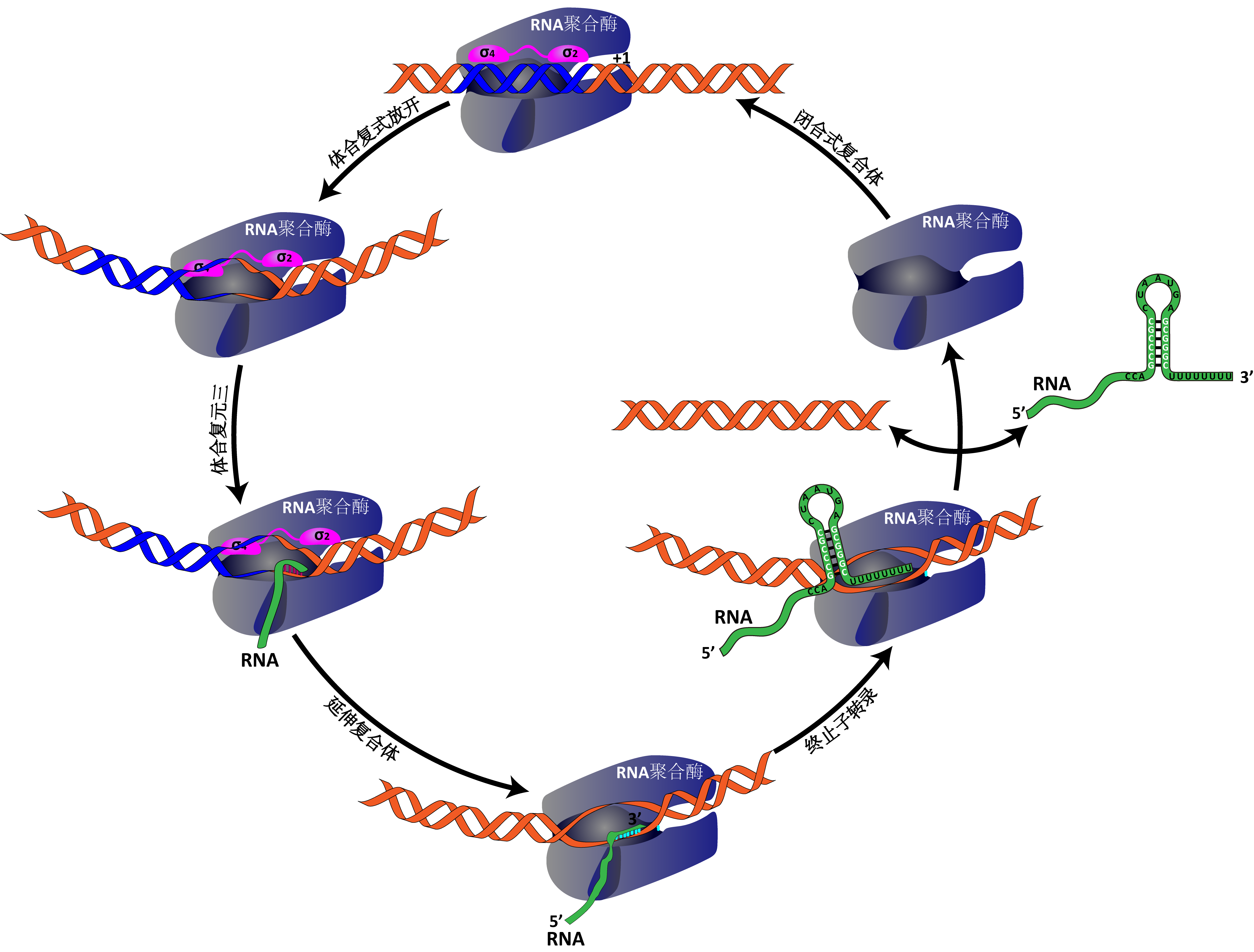 原核生物转录过程