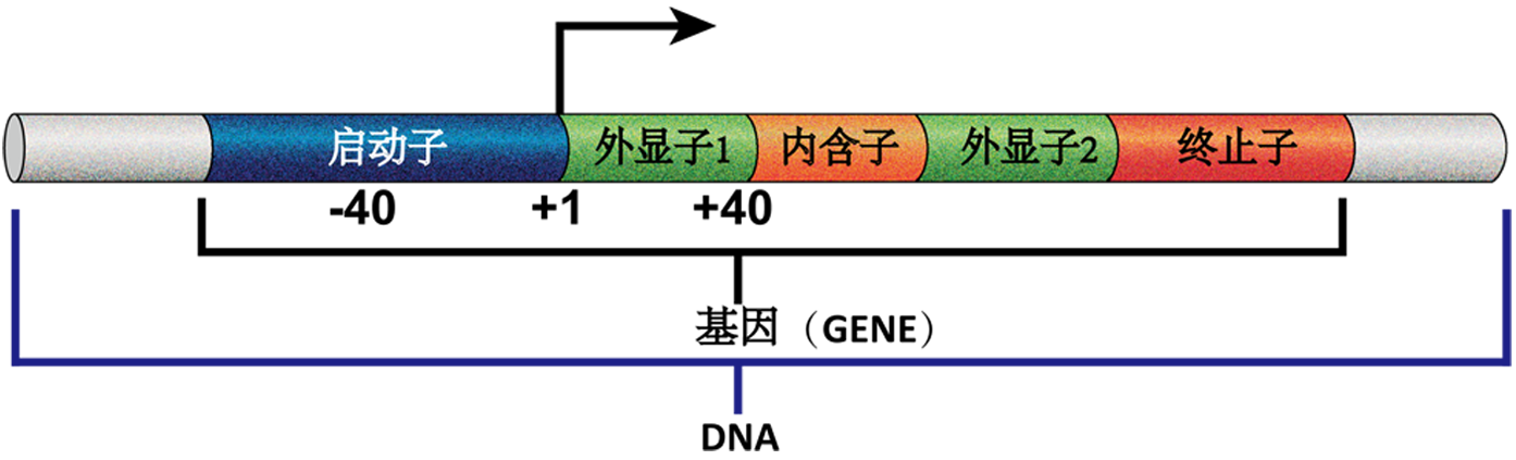 GeneStudy|基因学习