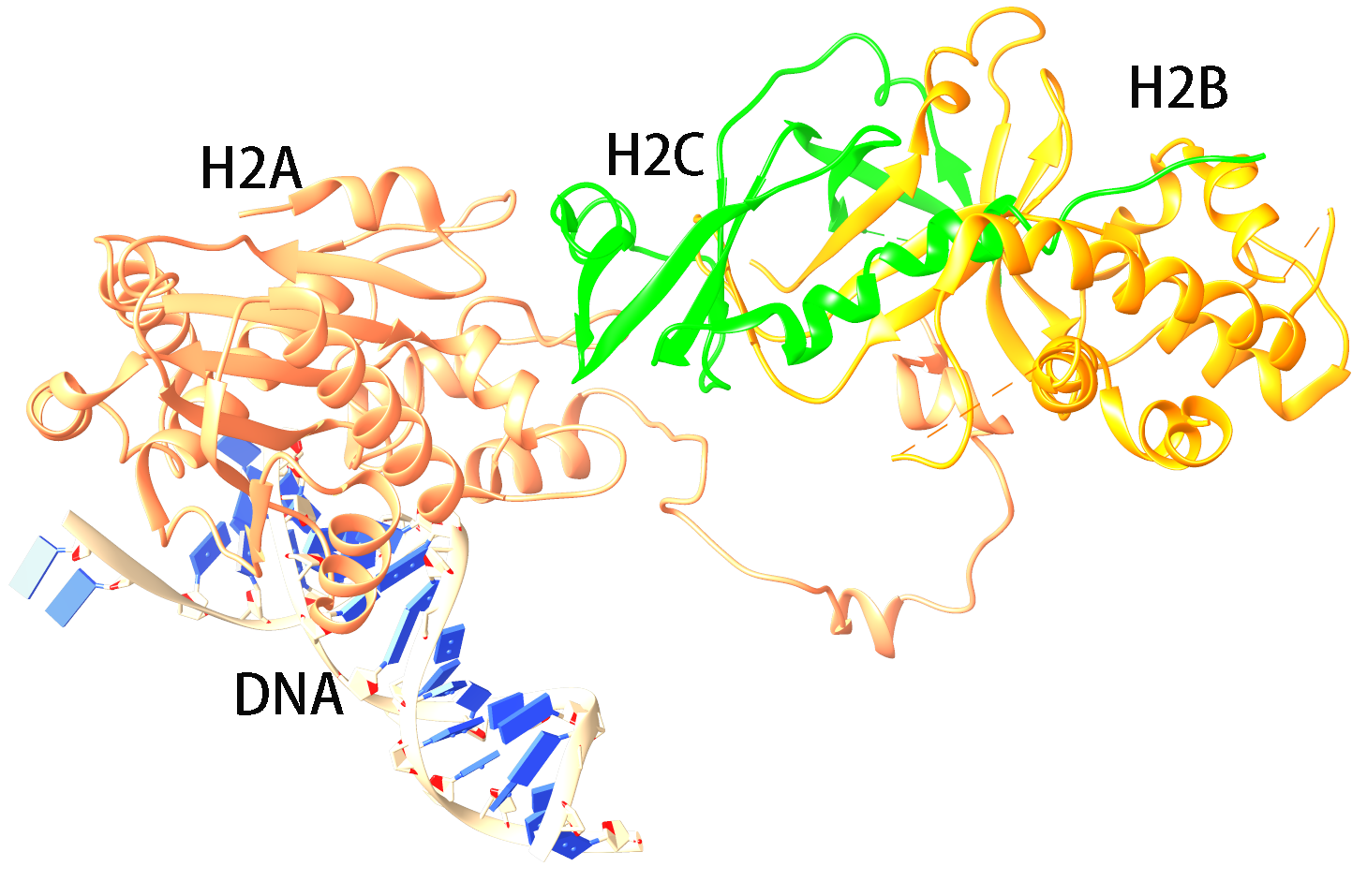 核糖核酸酶H2-GeneStudy|基因学习