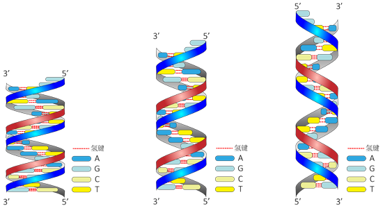 GeneStudy|基因学习