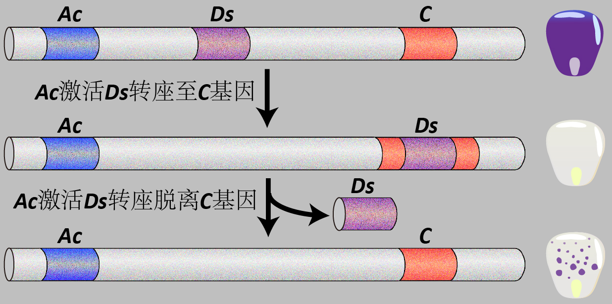 玉米Ac-Ds系统-GeneStudy|基因学习